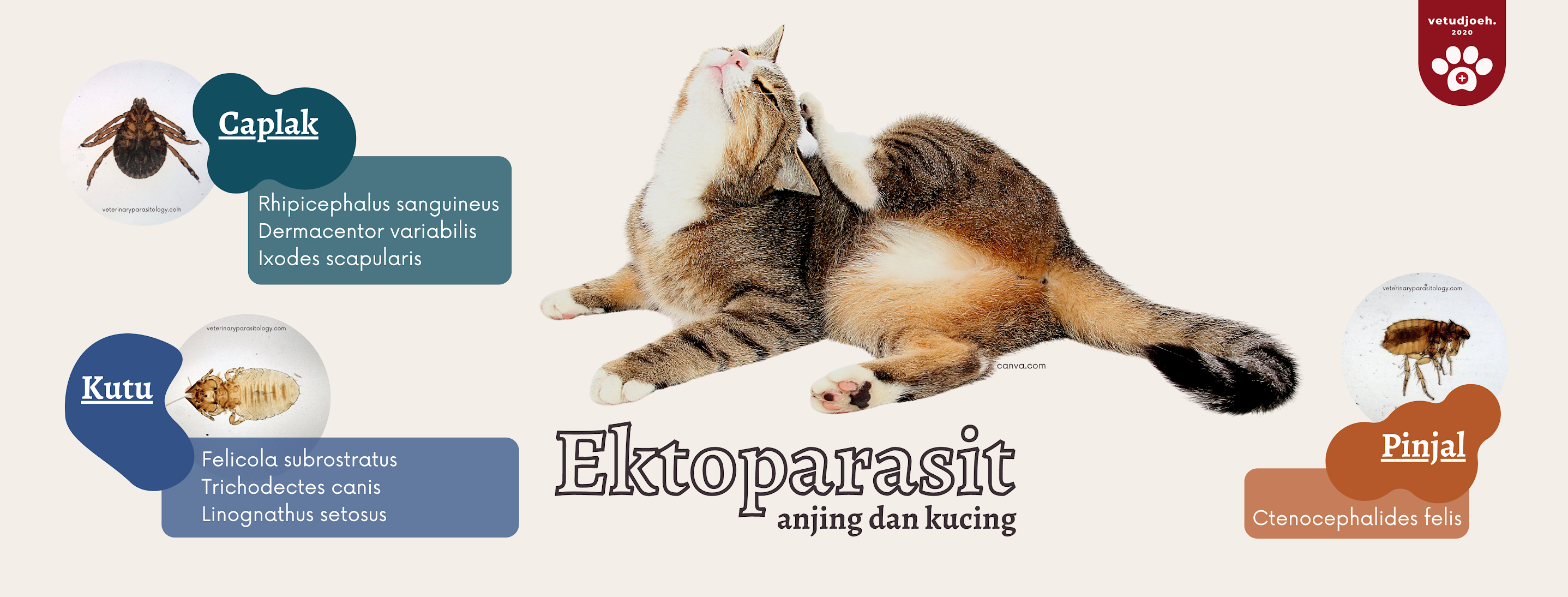 Caplak, Pinjal dan Kutu: (Sekilas) Serupa Tapi Tak Sama!