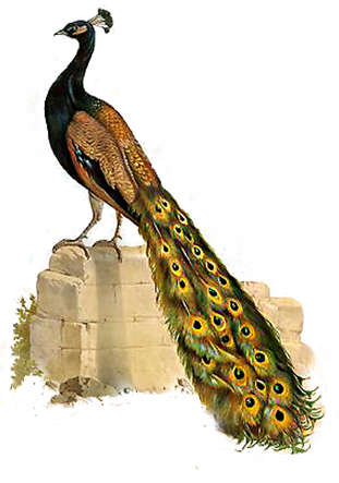 Képvarázs - Png. képek tárháza: Pávák - /16