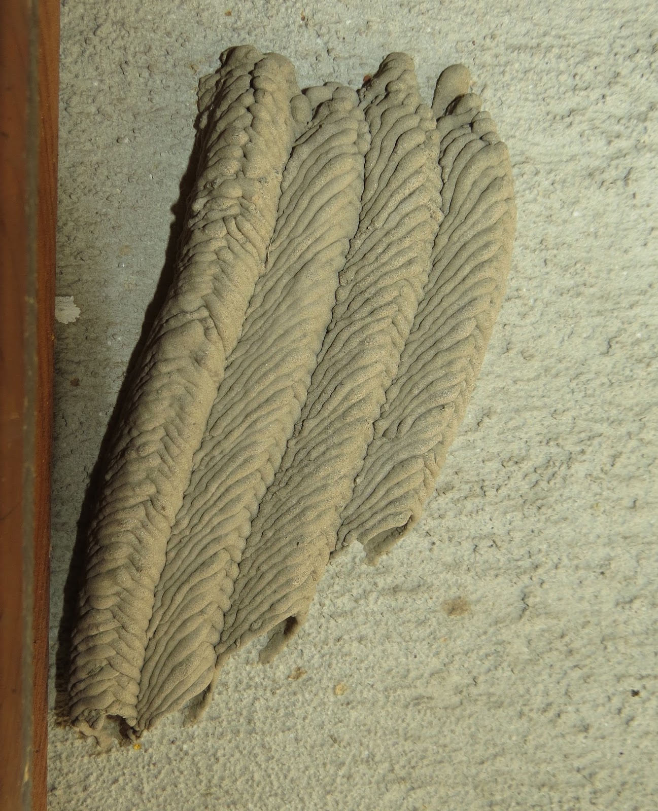 Bug Eric: Pipe Organ Mud Dauber, Trypoxylon politum, Found in Colorado