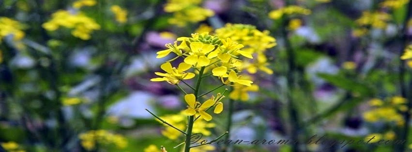 Shorisha Ful FB cover Photo - Unique « Ocean Aroma