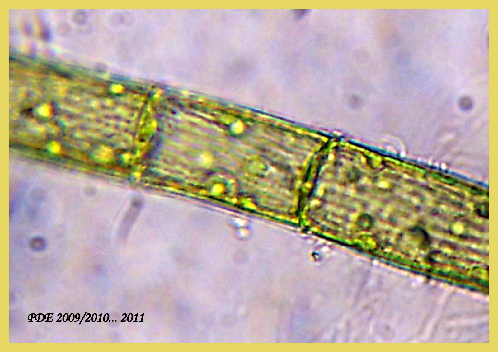 Cultivo de Microalgas em Fotobiorreatores: Filamentosas... Microalgas...