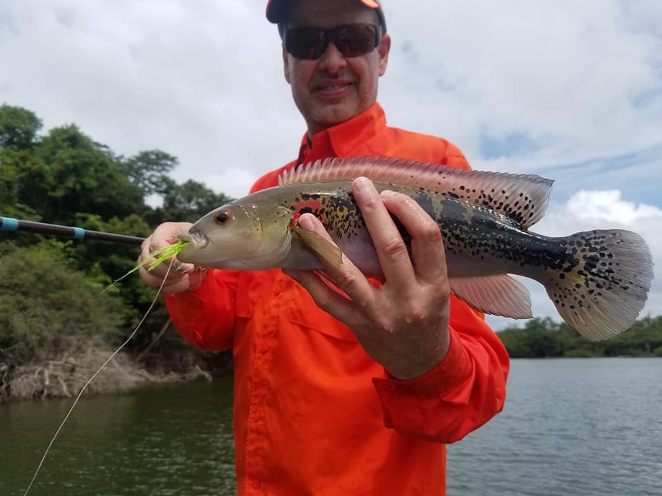 The Pull: January 2019