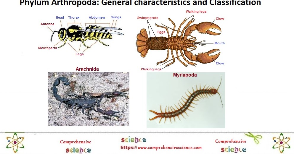 Phylum Arthropoda: Characteristics, Classifications & Examples of ...