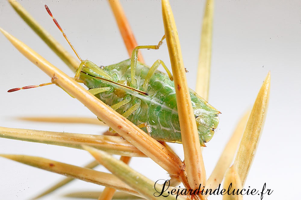 Cyphosthetus tristriatus, jolie punaise décorée en rose!