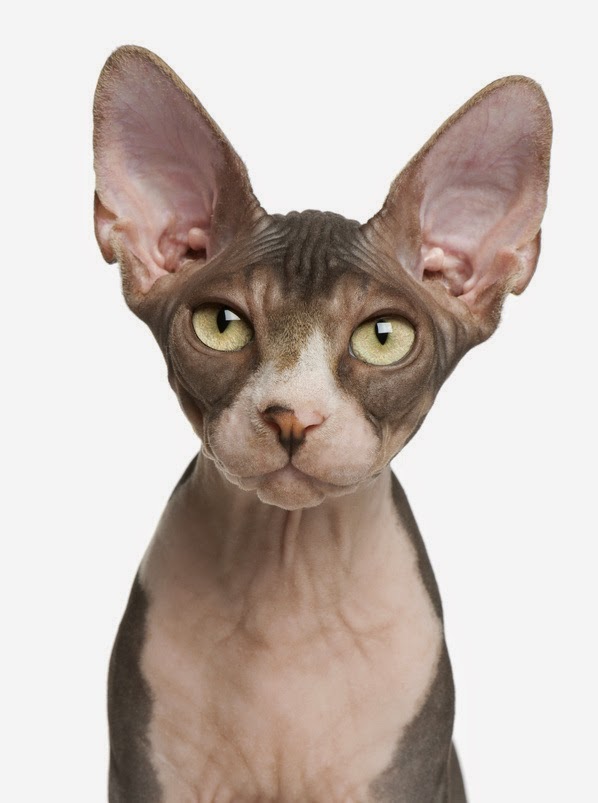 Animals: Gats.Tipus de races.