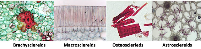 Different Types of Sclerenchyma -Fiberes and Sclereids and their Function