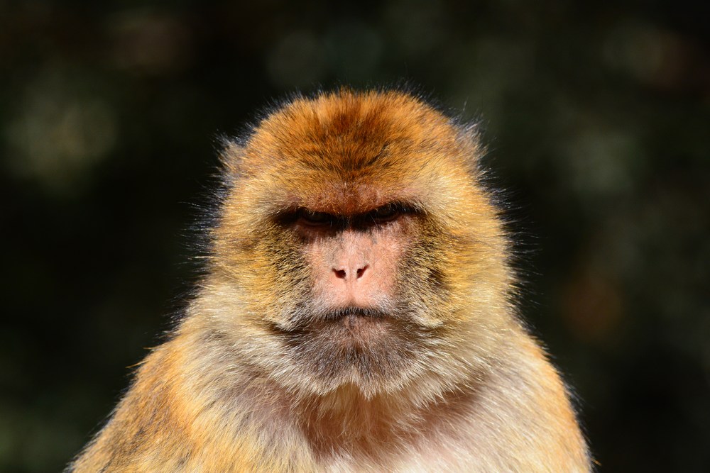 Maroc - les macaques de la forêt d'Ifrane - Les routes de tous les voyages