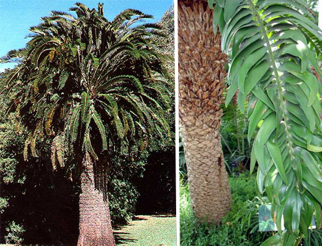 Jenny Eka Maryanty: bunga - bunga unik dan teraneh di dunia