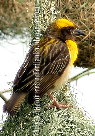 Biodiversity of Sri Lanka: Baya Weaver/රුක් වඩු කුරුල්ලා[Ruk Wadu ...