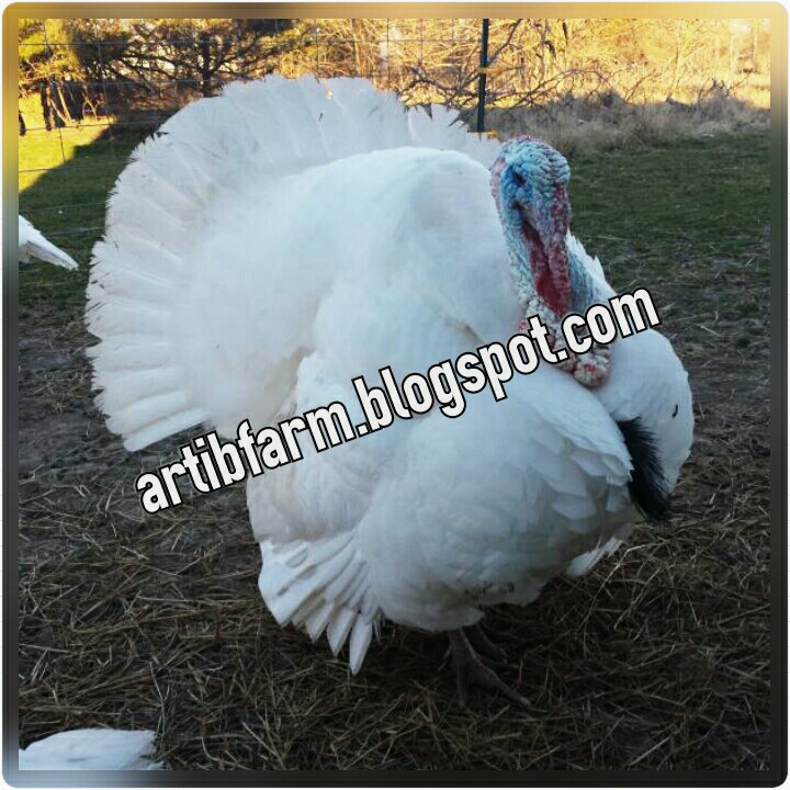 Commercial (Domestic) Turkey