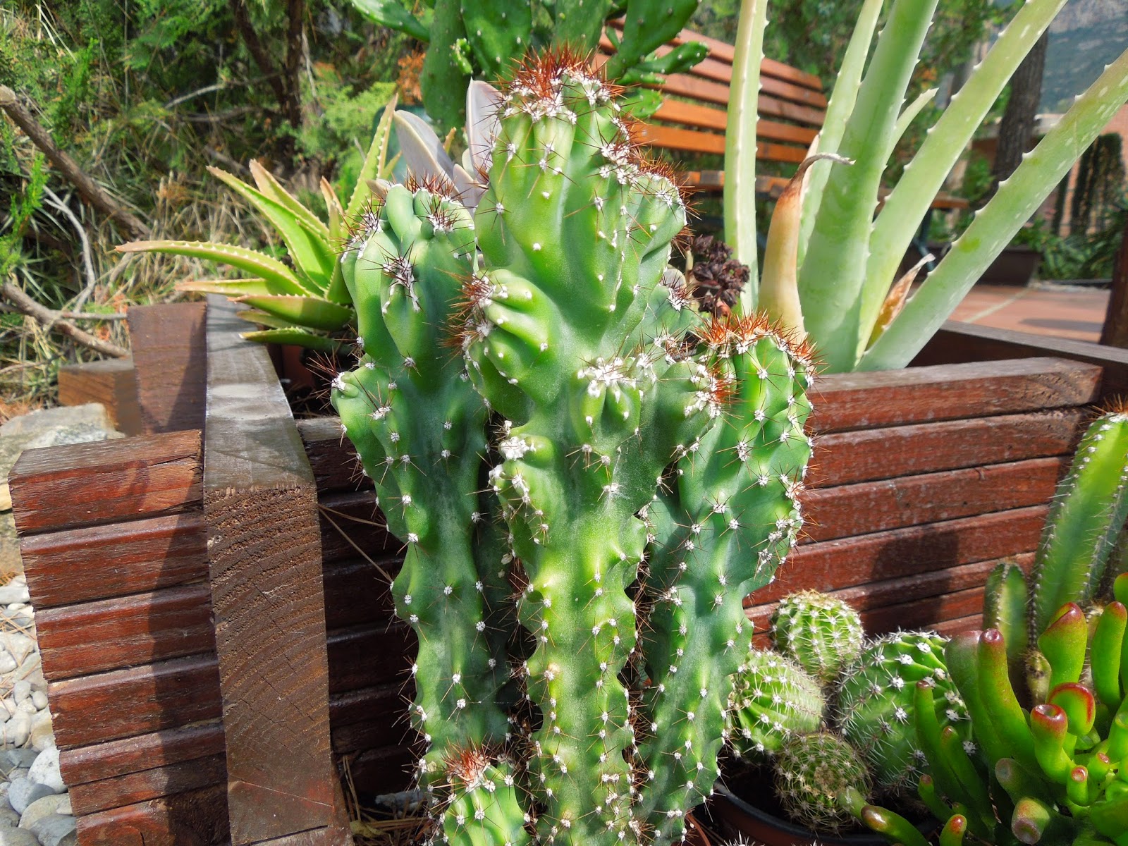 CARDON URUGUAYO - BOTÀNIC SERRAT