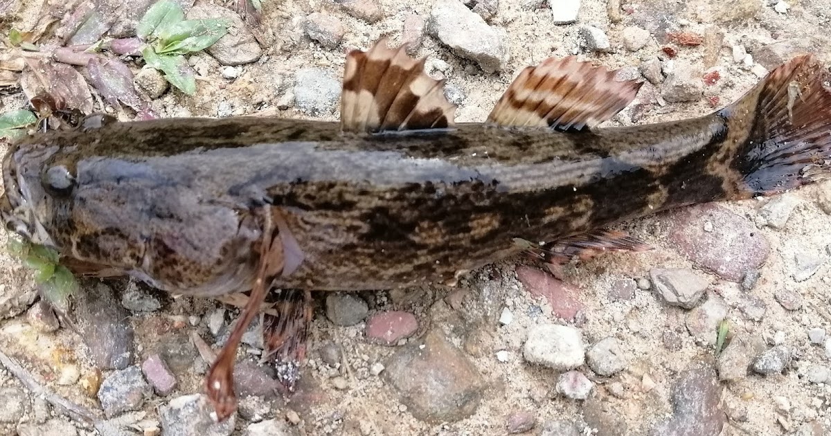 akuyangakut.blogspot : Memancing Ikan Ketutu @ Haruan Ubi