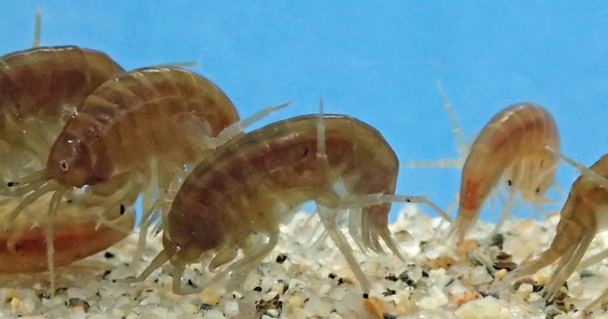 SOFT~HACKLE JOURNAL: A Close Look At Freshwater Scuds