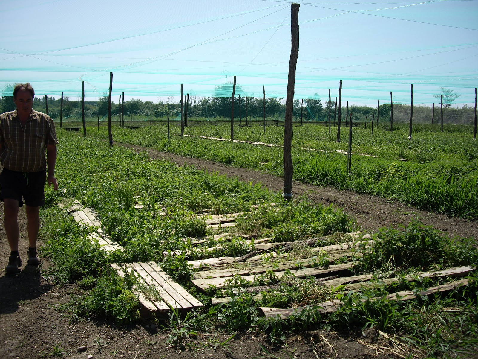 Nounou Mariposa et ses chenilles: Héliciculture ...
