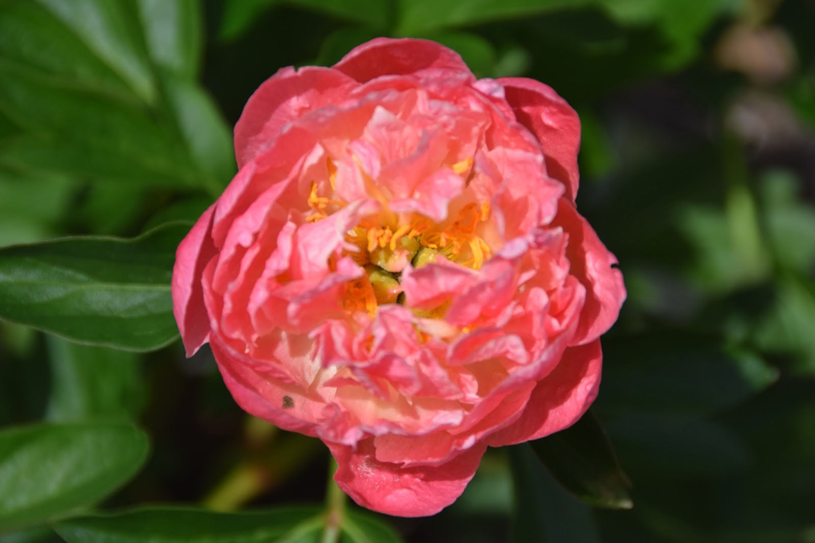Southern Peony: 2017 Peony Blooms Week 1 Very Early