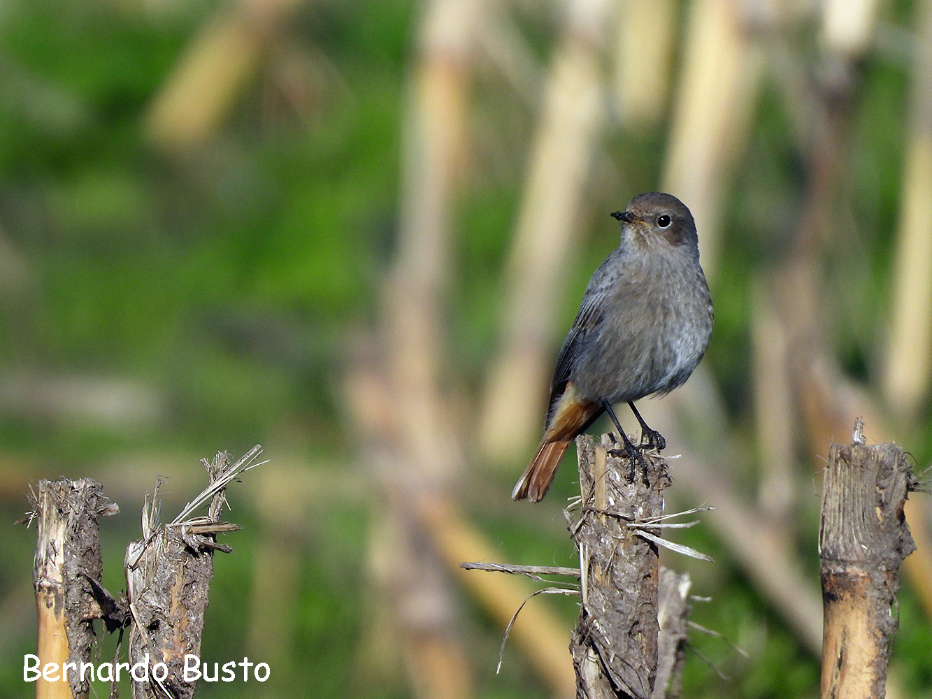 RÍA DE LA VILLA: Desde un tucu