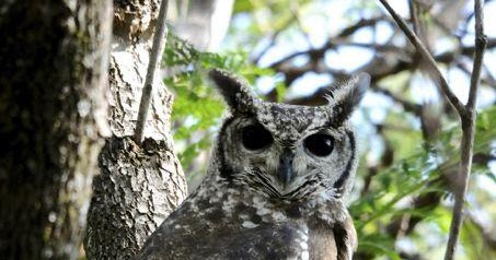 Tierra de lechuzas, búhos, mochuelos, autillos, cárabos: Búho ...