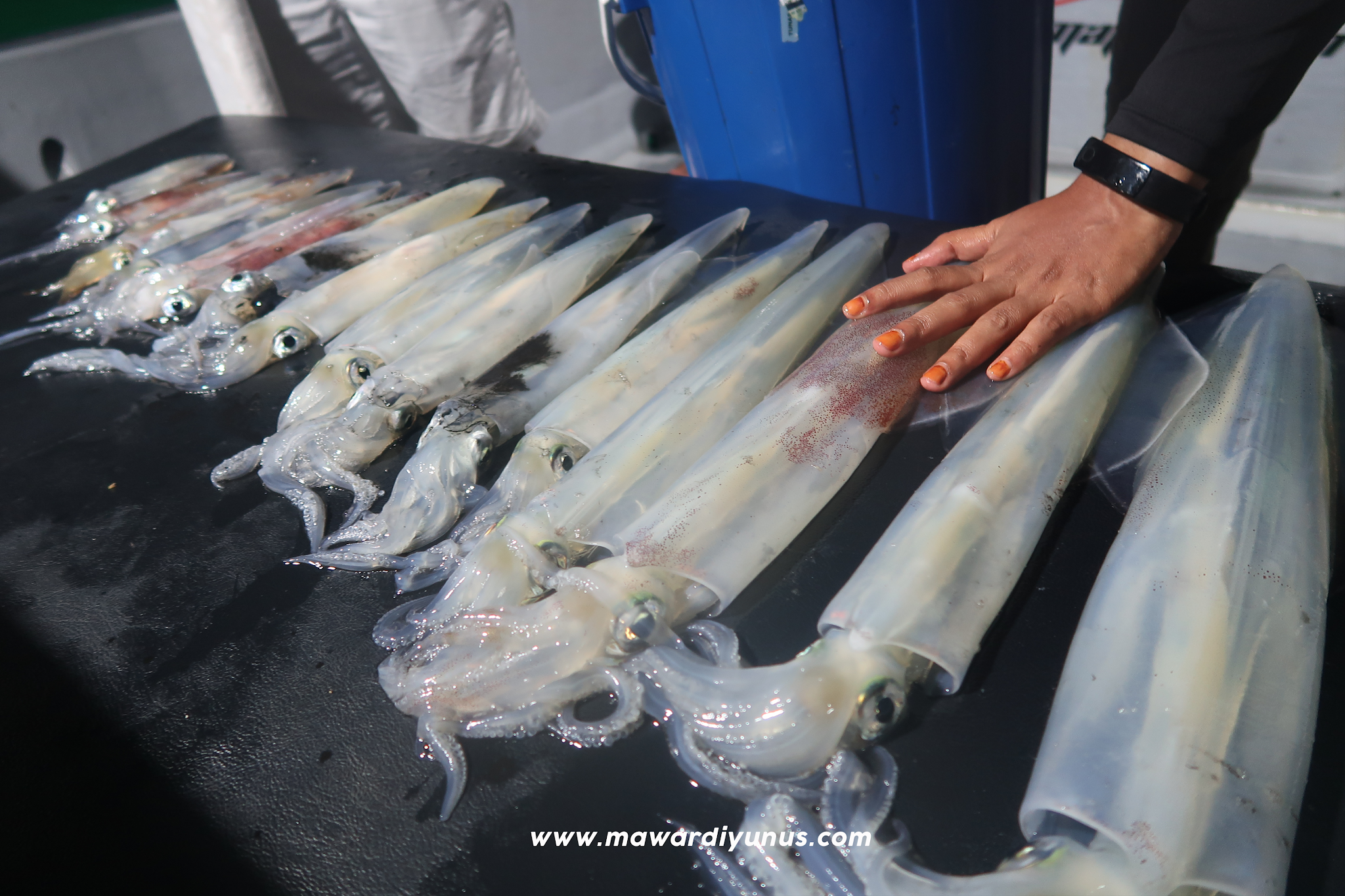 Pengalaman Sewa Bot Di Rompin, Memancing Dan Candat Sotong Di Tioman