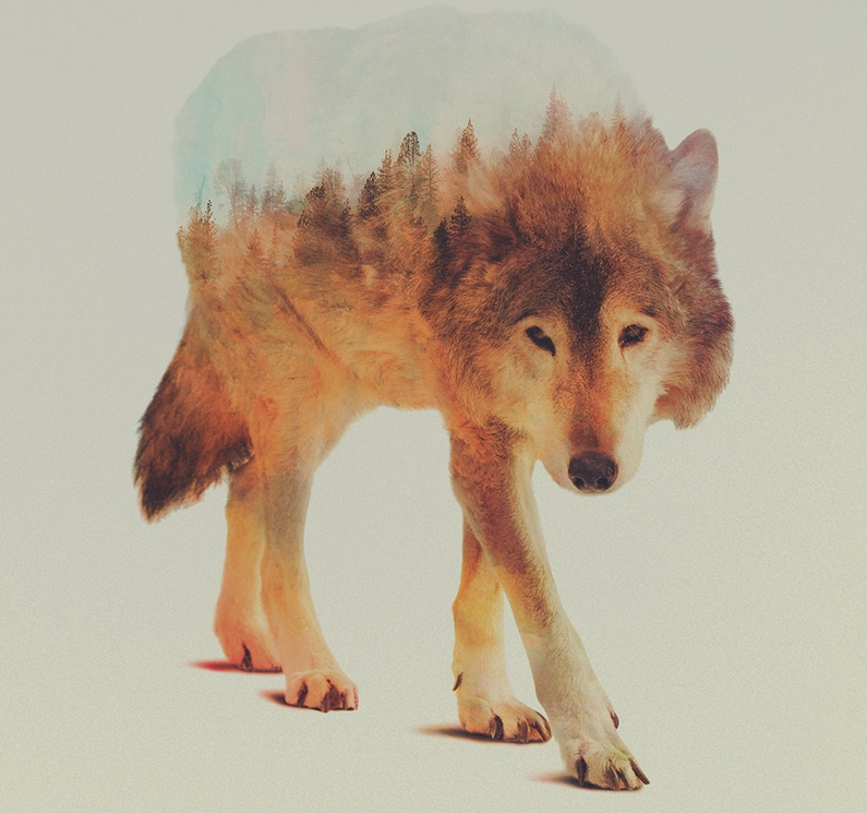 White Wolf : Andreas Lie’s Double Exposures Fuse Animals With Idyllic ...