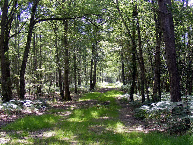 Days on the Claise: French Forests