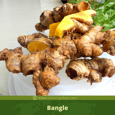 25 Tanaman Rempah Indonesia Yang Memiliki Khasiat Obat - Ciriciripohon.com