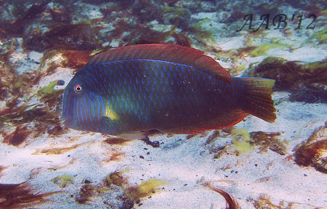 MALLORCA SALVAJE: Un tesoro del mar balear: el Raor