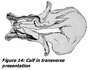 How to Deliver a Calf in an Abnormal Presentation/Posture - Vet in Training