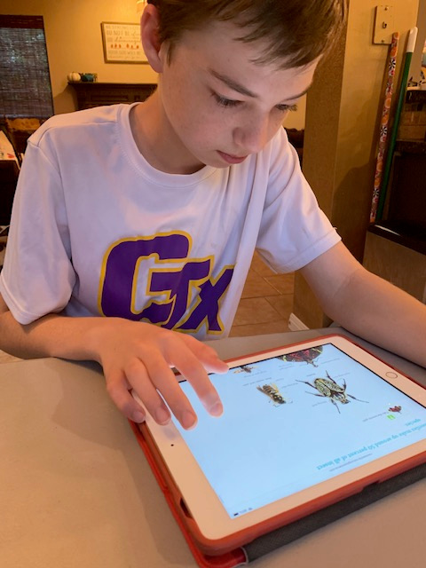 Cummins Life: NatureGlo's eScience MathArt & Science Course Bundle Review