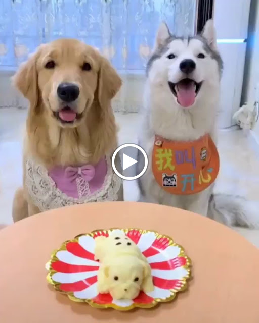 Must Watch New Funny Comedy Videos