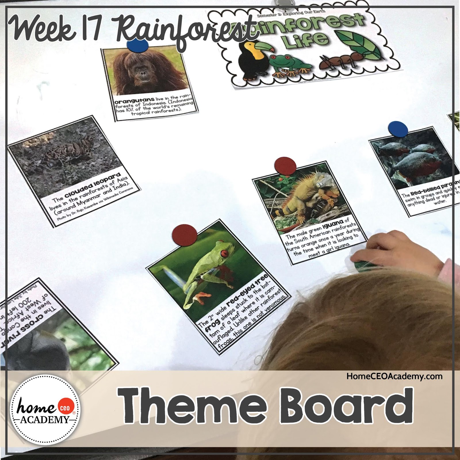 Preschool Habitats: Rainforest Theme by Home CEO Academy