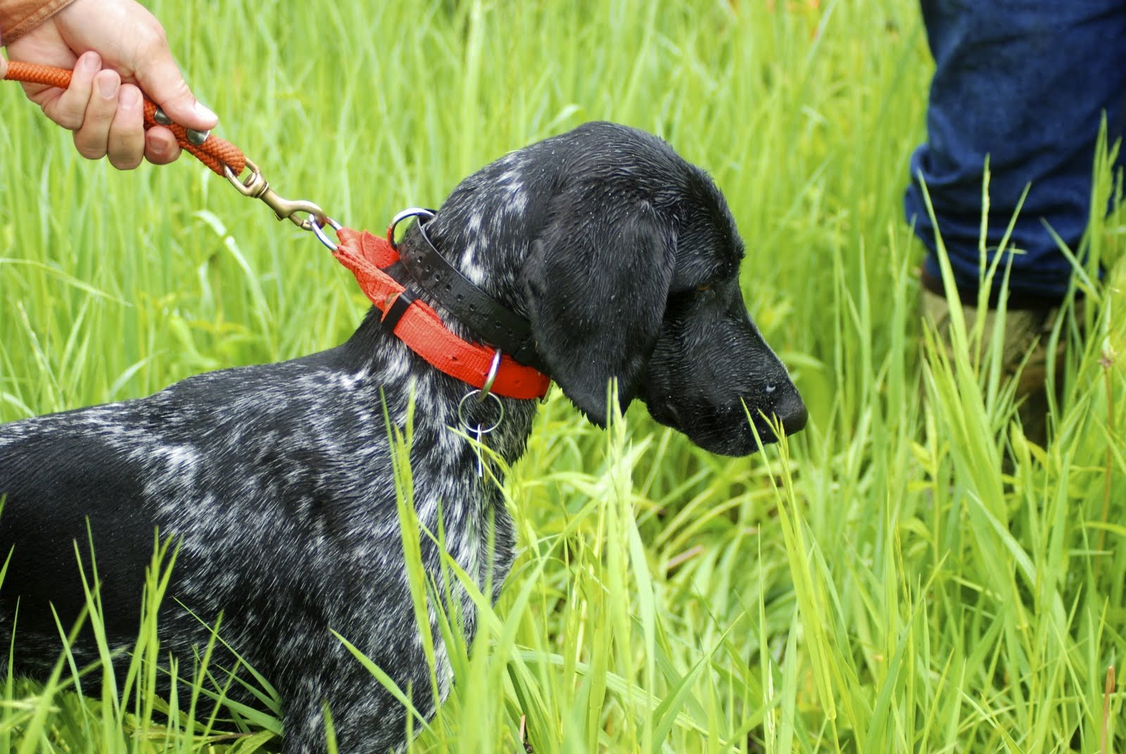 Adventures of a GSP Hunting Dog: Preparing for the AKC Senior Hunt Test ...