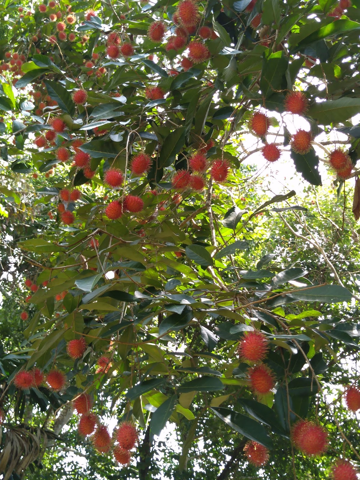 namakucella: RAMBUTAN BIJI @ RAMBUTAN HUTAN