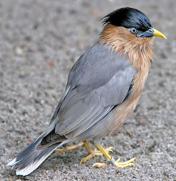 June 2011 - ARUNACHALA BIRDS
