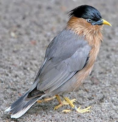 June 2011 - ARUNACHALA BIRDS