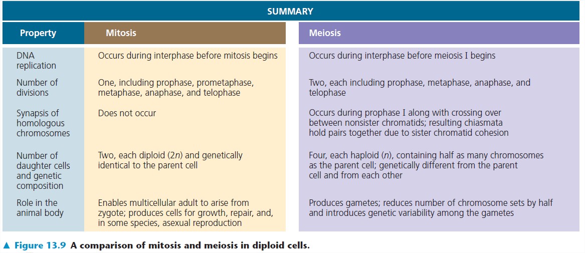 Differences Between Mitosis And Meiosis