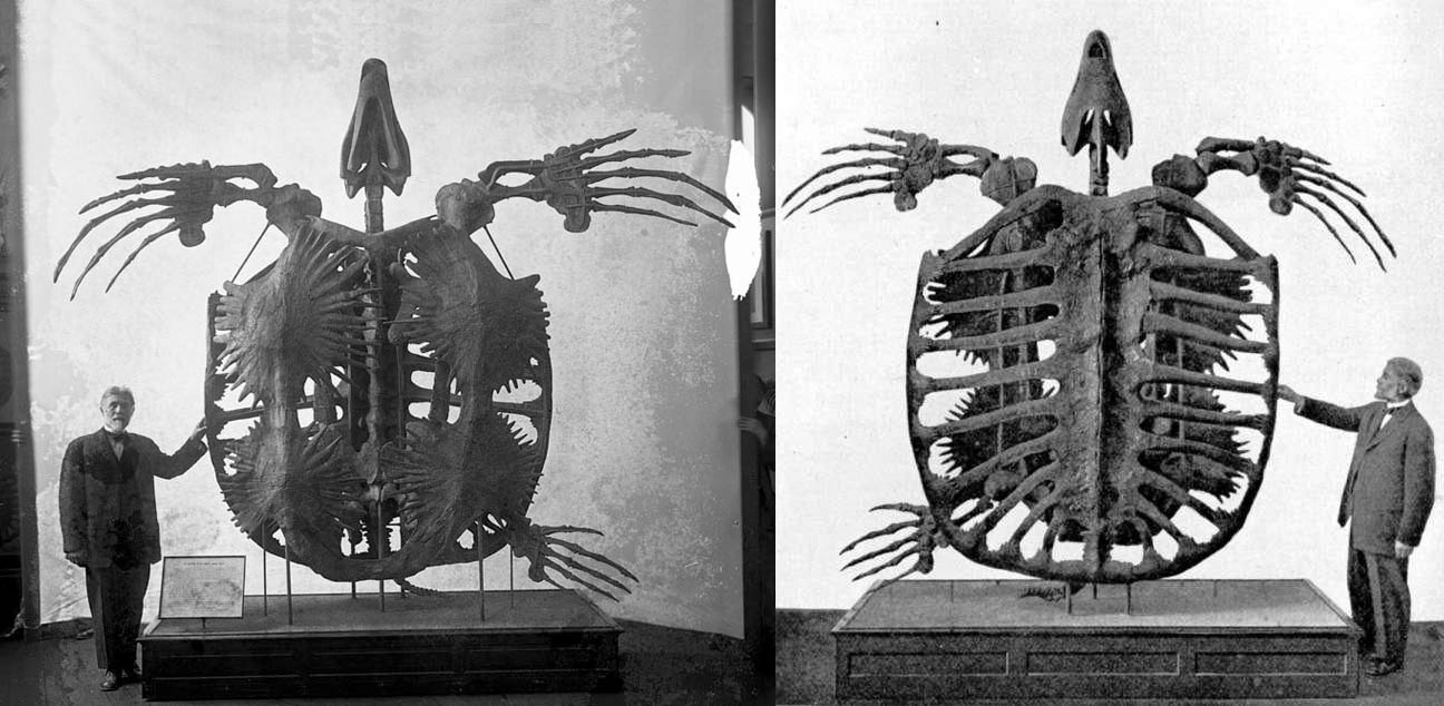 Archelon Fossil