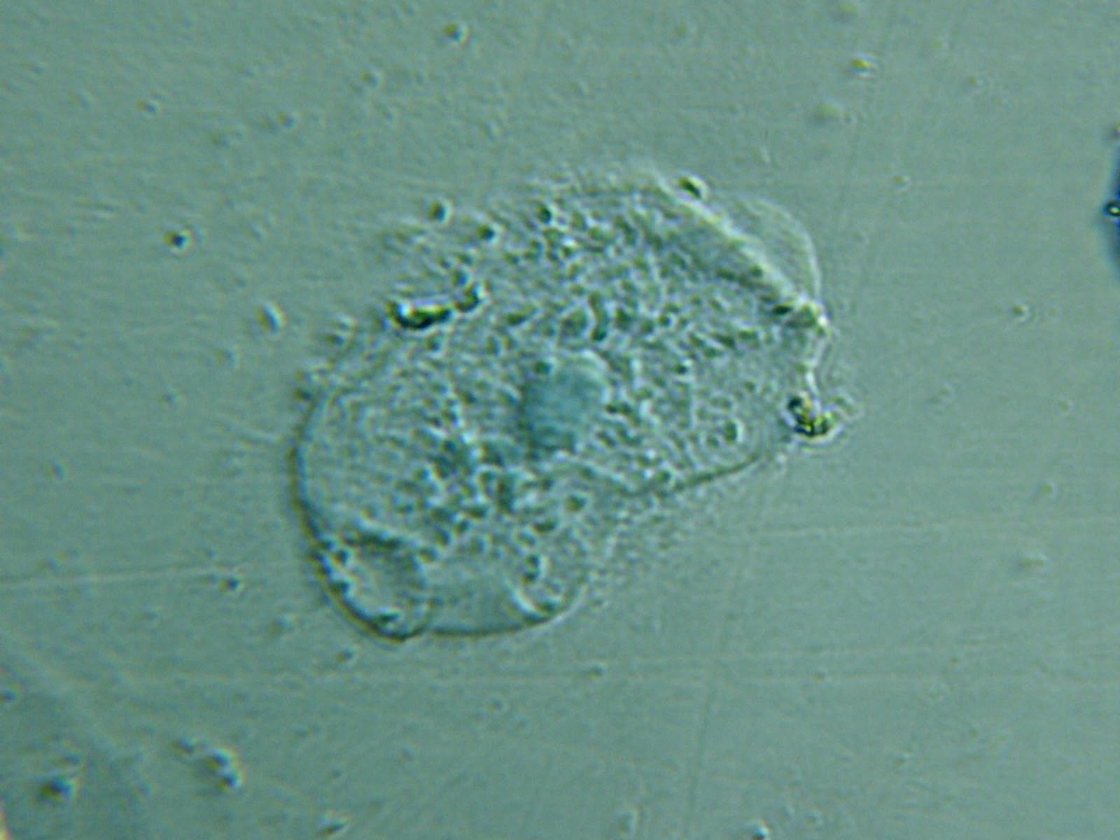 CIENCIAS JPL: FOTOS EPITELIO BUCAL