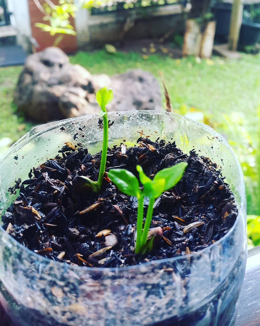 6 Panduan Praktis Cara Menanam Lemon di Halaman Rumah - SAHABAT TANI