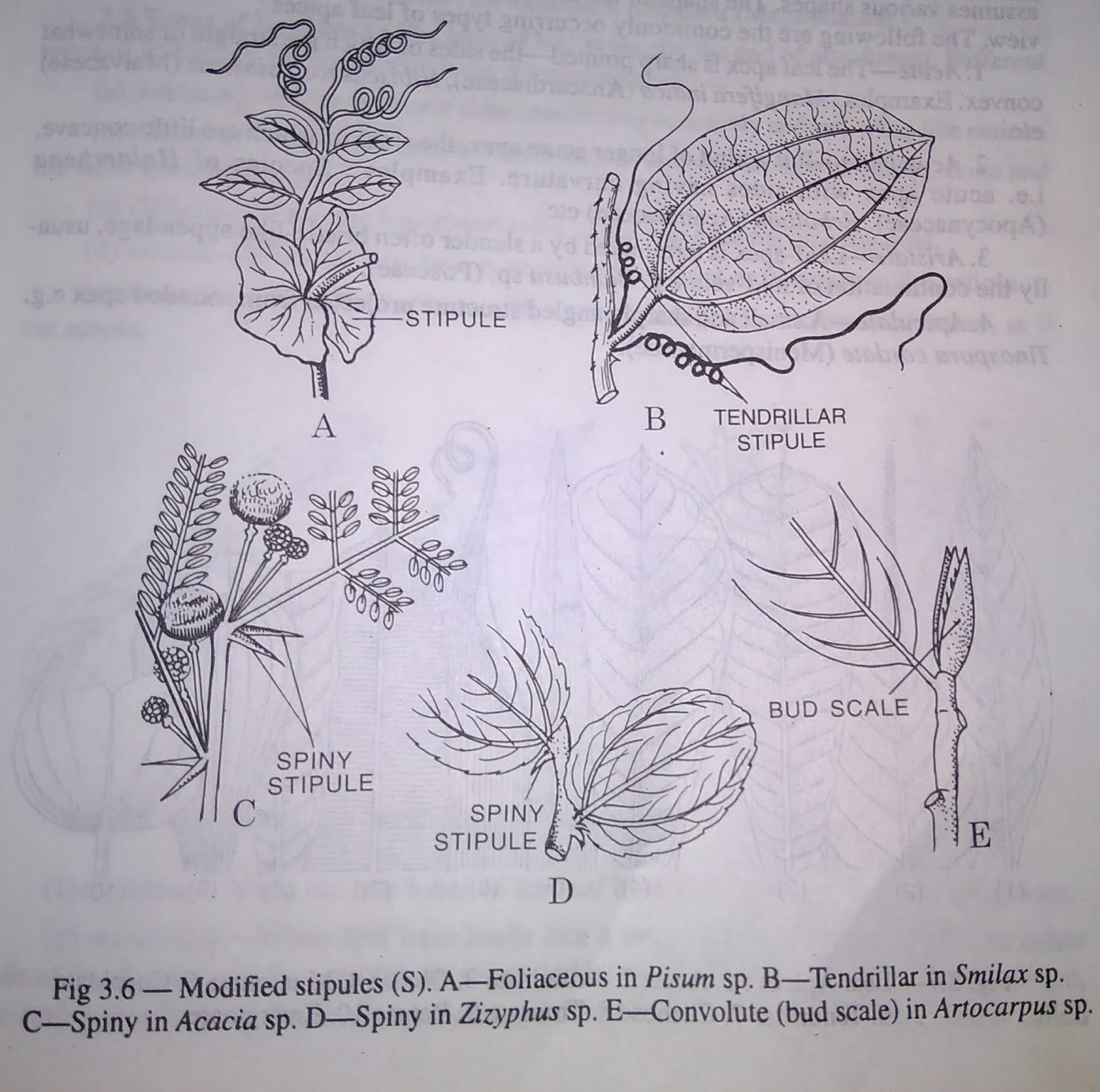 Leaf:stipule, STIPEL and structure of various leaf apices-digieduco