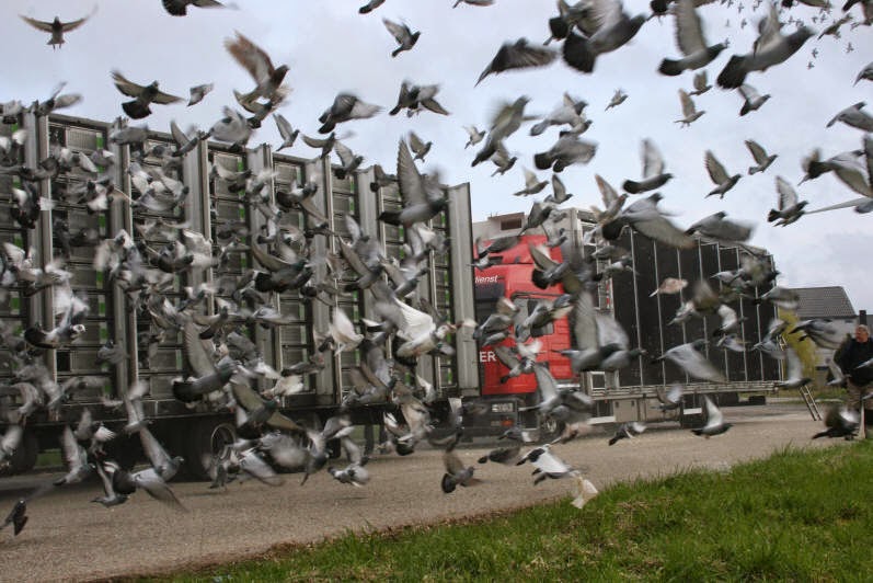 Postduiven.Laban: Gewonden bij een lossing?