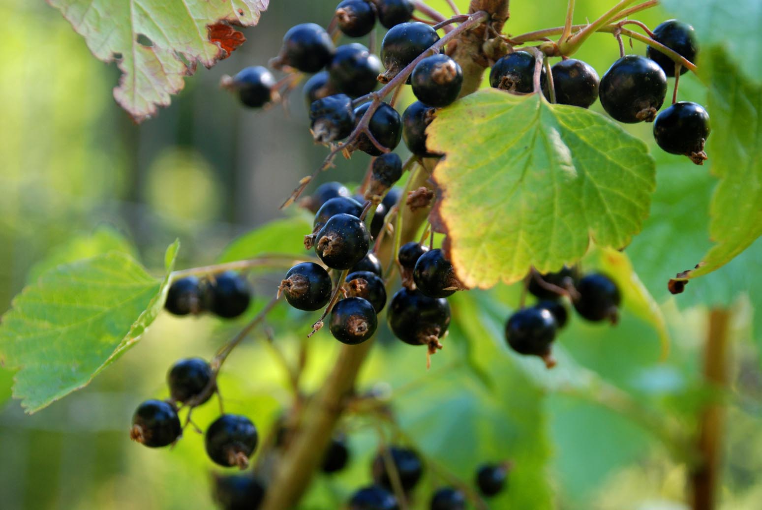 Applegarth Farm: berries in the garden