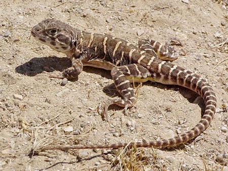 The long-nosed leopard lizard - cuteanimalsworld