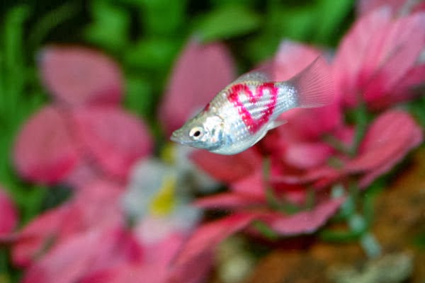 TROPICAL FISH: Balloon Molly Fish - Poelicia Latipinna Sailfin Molly TROPICAL FISH: Balloon Molly Fish - Poelicia Latipinna Sailfin Molly