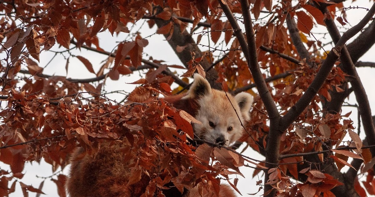 View From The Porch: Red Panda is Judging You
