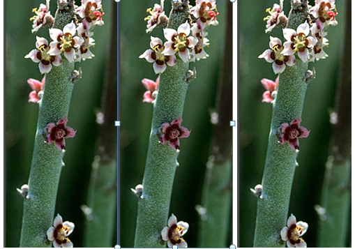 Consultoria Experta en negocios de Agricultura, Ganaderia y Forestales ...