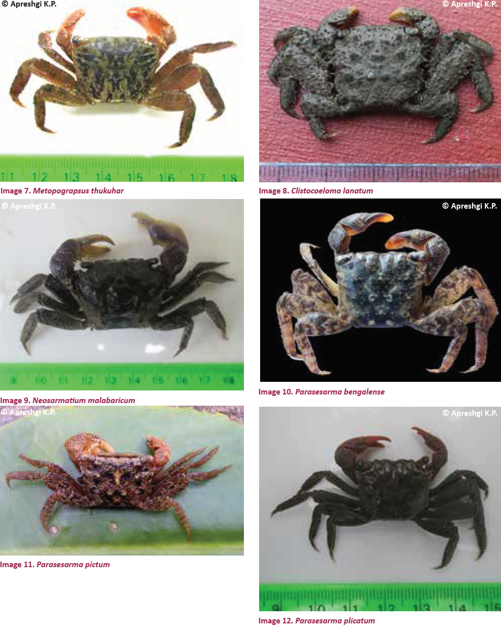 Sciency Thoughts: Surveying the Brachyuran Mangrove Crabs of Kerala ...