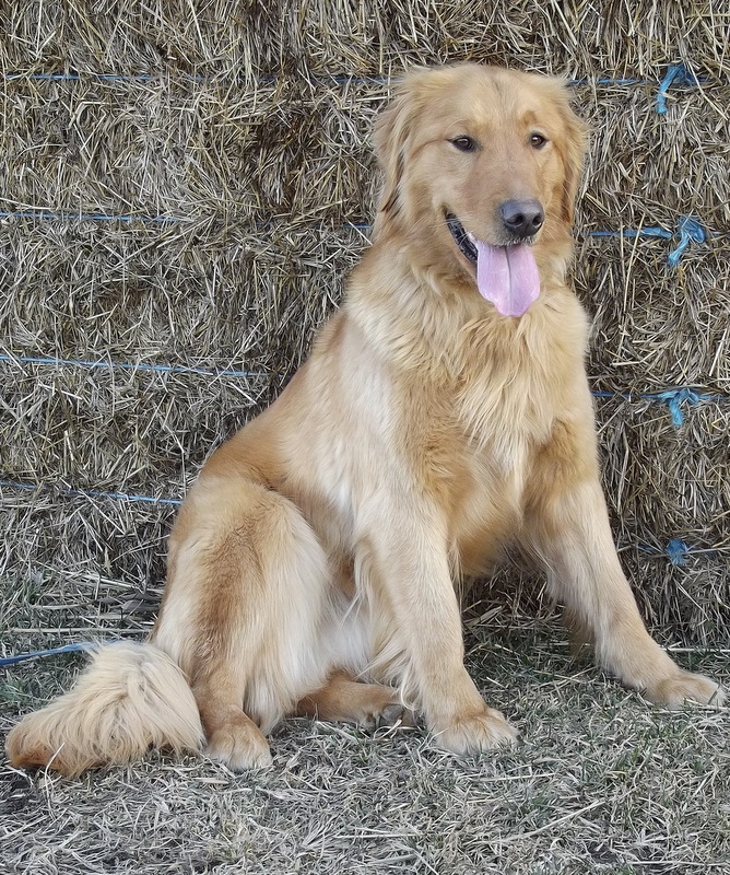 Country Side Golden Retrievers: The Dogs