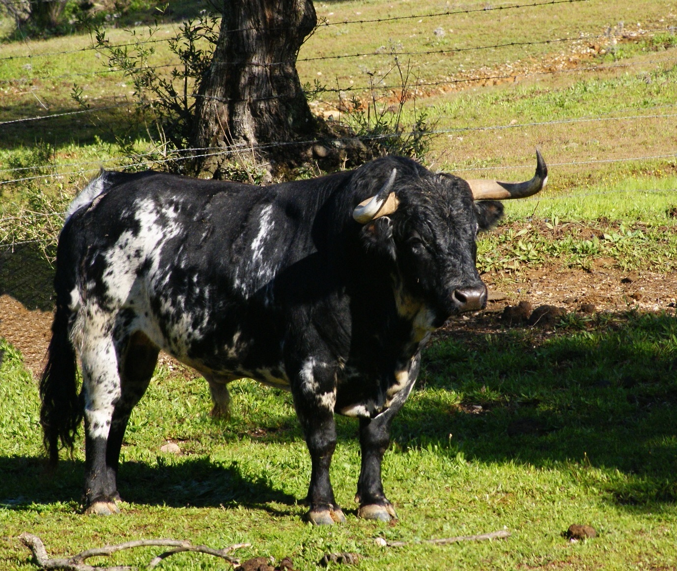 Crónicas taurinas 'Desde la barrera': Almassora reparte los 13 toros ...