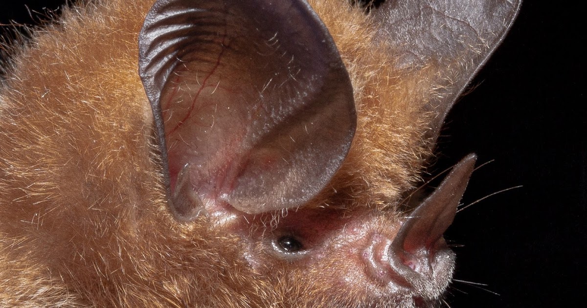 Morcegos do Brasil: Micronycteris microtis