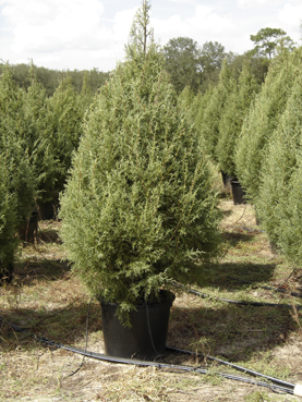 JeffCo Master Gardeners: The Great Christmas Tree Conundrum: Real or ...